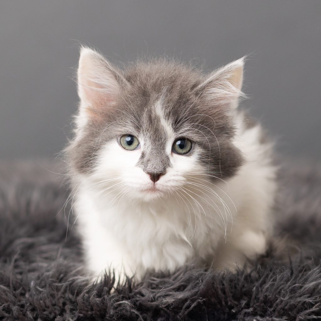 The Process of Adopting • The Bitty Kitty Brigade